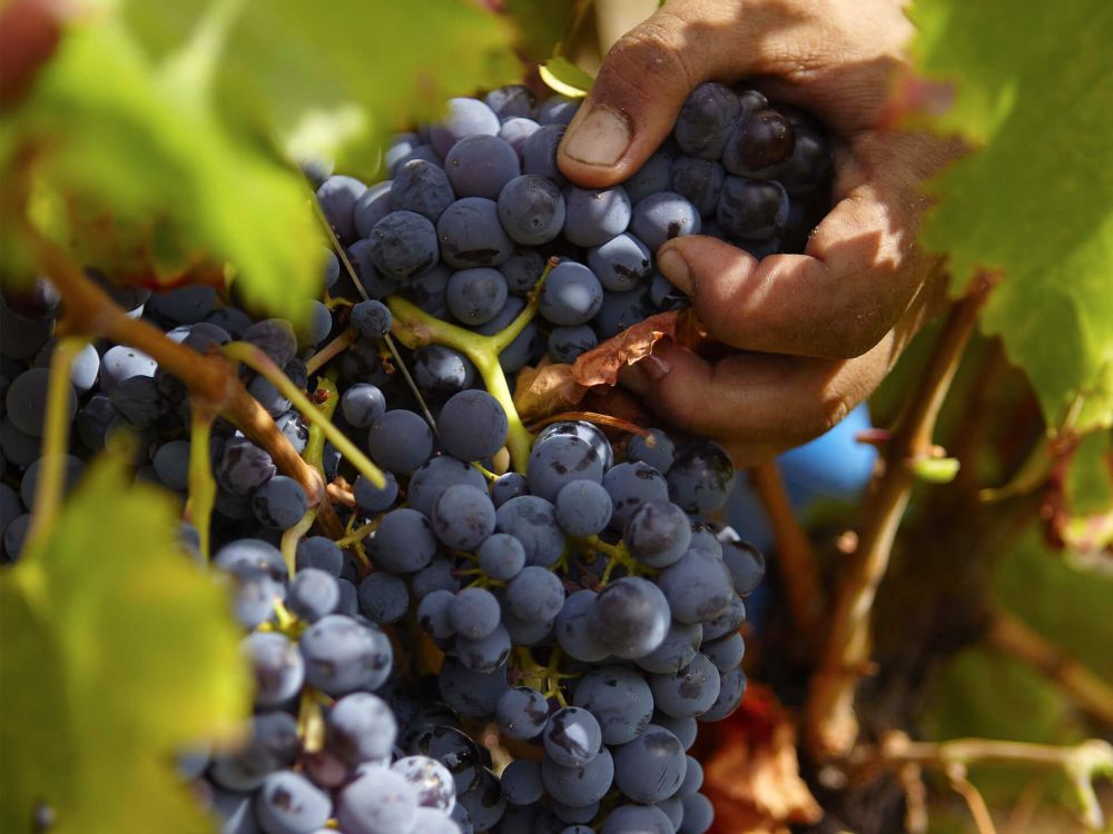 Treeborn Monastrell Cabernet Sauvignon | Grapedistrict