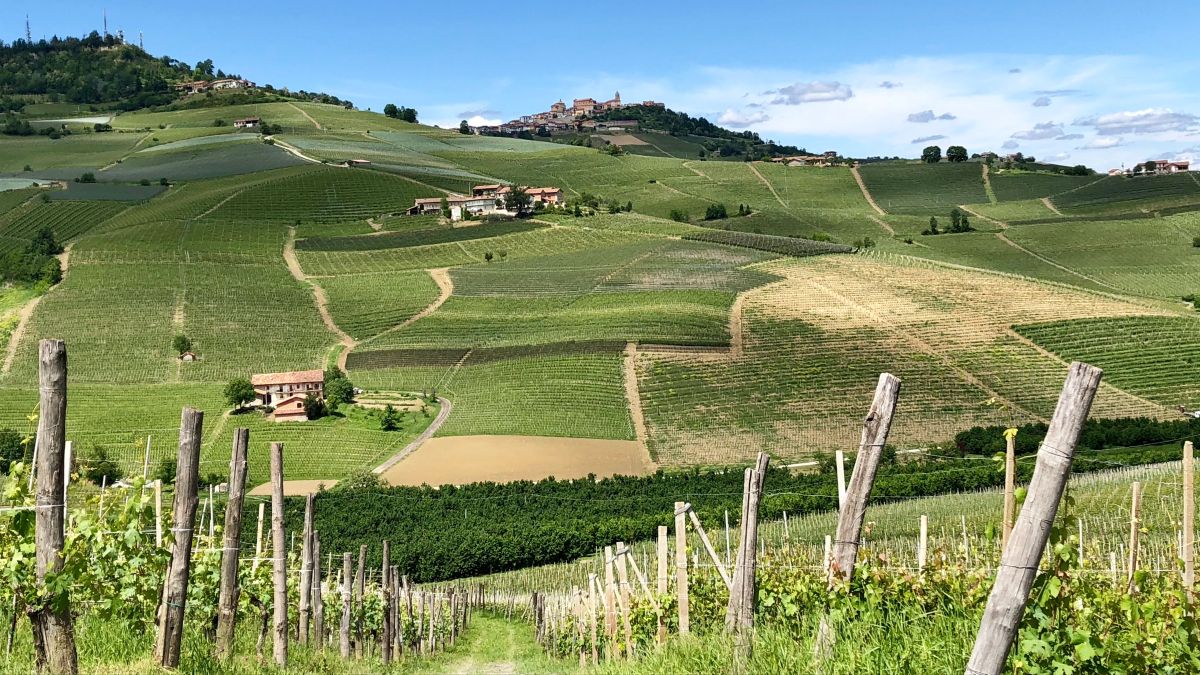 Voerzio Martini Barolo Nebbiolo - rode wijn | Grapedistrict